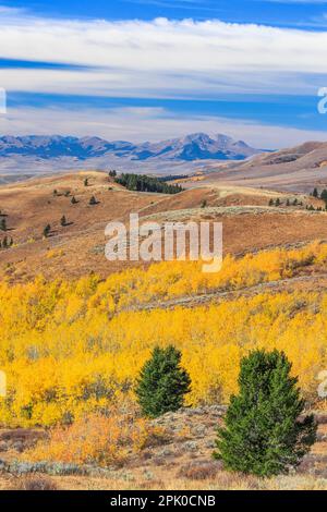 aspen in fall color and distant lima peaks viewed across the centennial ...