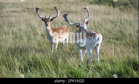 Leucistic variants of European fallow deer. Male (buck) of fallow deer ...