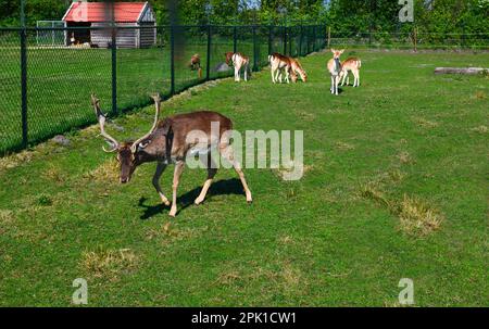 Cute fallow deer calves grazing on green lawn at farm Stock Photo - Alamy