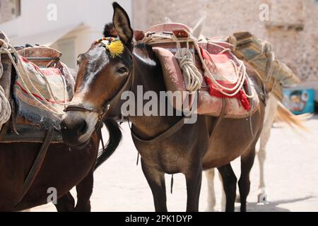 Cute donkeys with tack and pretty accessories on city street Stock ...