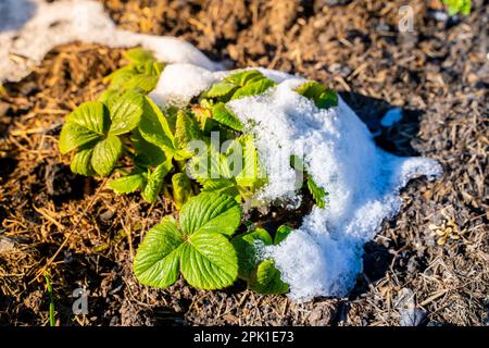 A strawberry bush wakes up after winter under melting snow, close-up ...