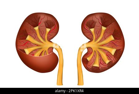 Illustration of kidneys on white background. Human anatomy Stock Photo ...