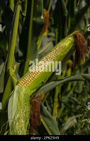Harvest mais or corn field in the Cheshire countryside UK Stock Photo ...