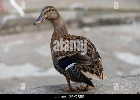 Detailed portrait Photo of a female wild duck Stock Photo - Alamy