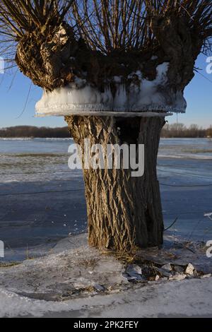 Flood mark... Head willow ( winter flood 2020/2021 ) Bislicher Island ...
