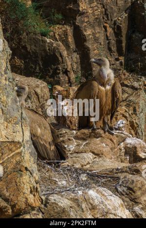 Griffon Vultures nest on a granite rock with trees next to it Stock ...
