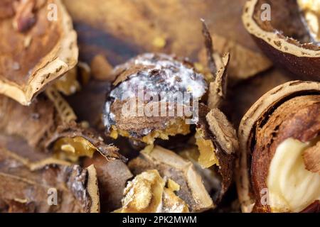 hazelnuts in the hand are damaged by parasites and diseases of rot ...