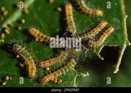 Butterfly larva, Cymothoe coranus Stock Photo - Alamy