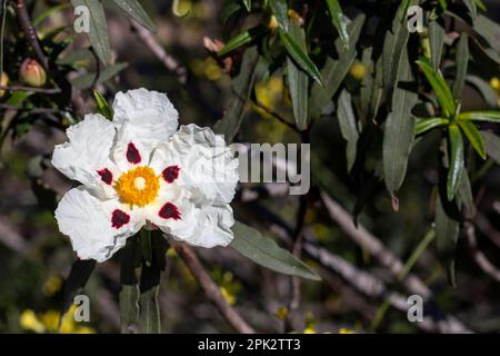 Jara flower, either white or with its "blood" stains, in some you can ...