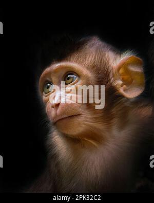 CUTEST images of a baby macaque doing a skateboarding pose with the ...