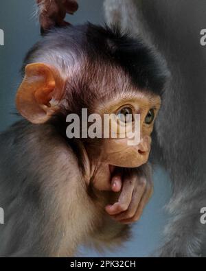 CUTEST images of a baby macaque doing a skateboarding pose with the ...