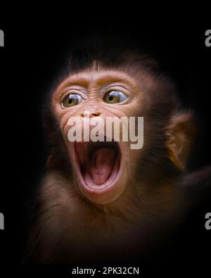 CUTEST images of a baby macaque doing a skateboarding pose with the ...