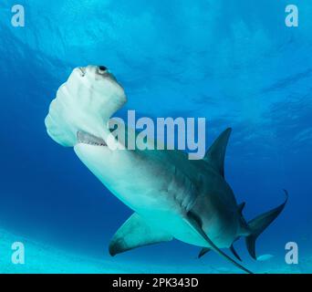 A BRAVE PHOTOGRAPHER handfed hammerhead sharks to prove the 1,200-pound ...
