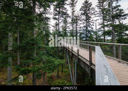 Forest path and trail of the treetop path called Baumwipfelpfad ...