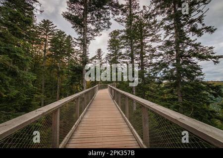 Forest path and trail of the treetop path called Baumwipfelpfad ...