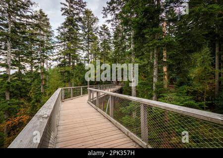 Forest path and trail of the treetop path called Baumwipfelpfad ...