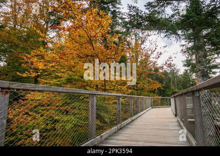Forest path and trail of the treetop path called Baumwipfelpfad ...