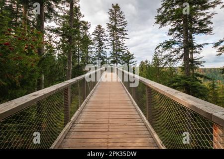 Forest path and trail of the treetop path called Baumwipfelpfad ...