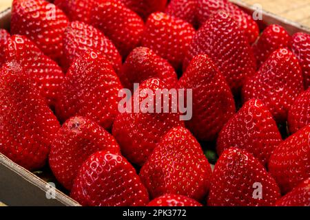 New harvest, 1 kilogram paper box of ripe red sweet Spanish strawberry ...