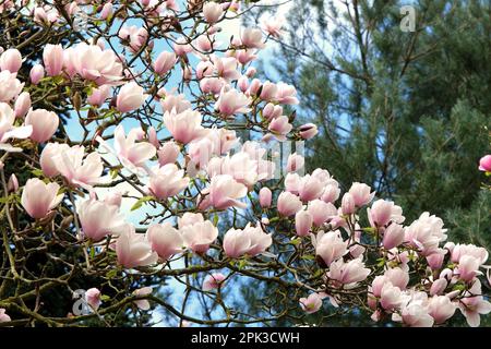 Magnolia 'Milky Way' in flower Stock Photo - Alamy
