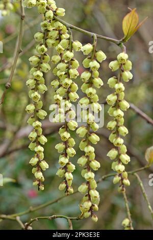 Early stachyurus (Stachyurus praecox), close-up of twig with ...