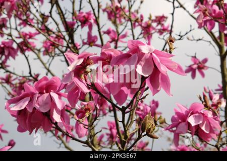 Purple Magnolia 'Ruth' in flower Stock Photo - Alamy