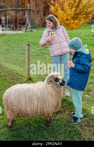 Little caucasian boy feeding ram in a farm. Ram eating grains of cereal ...