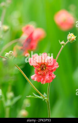 Geum Mrs J. Bradshaw, clump-forming perennial, semi-double, rich ...