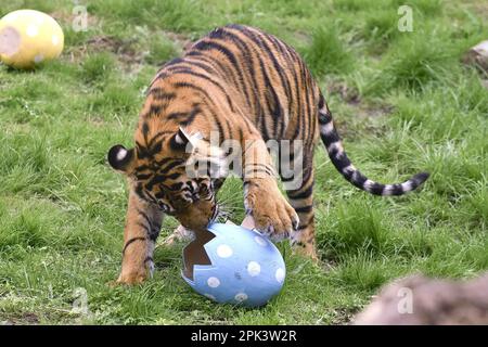 Sumatran tiger cub with cinnamon scented Easter egg treats at ZSL ...
