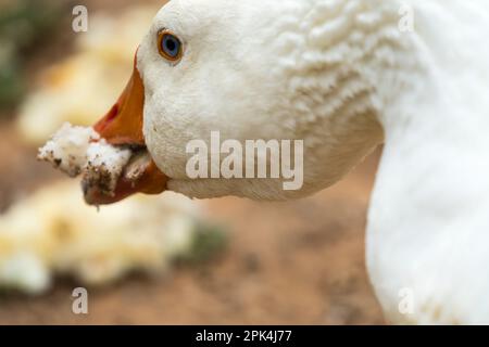 Closeup on goose on farm Stock Photo - Alamy