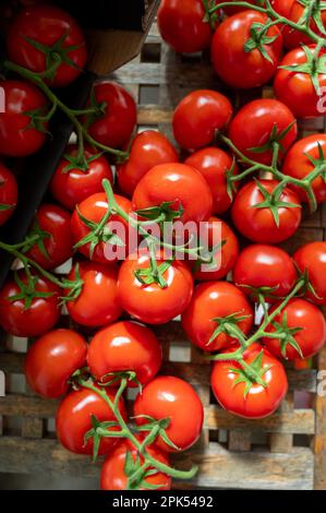 Red ripe tasty Dutch tomatoes growing indoor in greenhouse all seasons ...