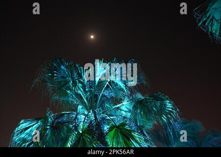 palm trees at night at cijin beach in southern taiwan Stock Photo - Alamy
