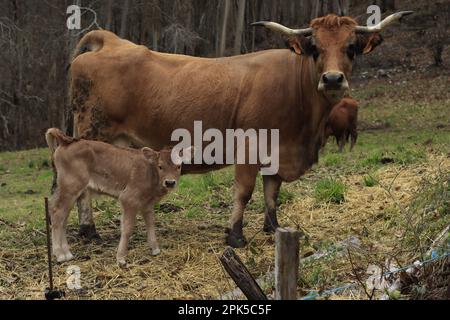 Vaca con su cria Stock Photo - Alamy