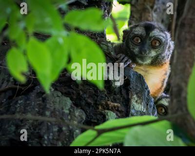 Peruvian Night Monkey (Douroucoulis) in the Amazon Rainforest Stock ...