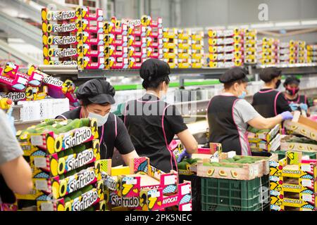Velez-Melaga, Spain - September 23, 2020: Women in protective mask sort ...