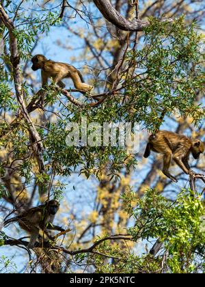 Baboons in the Okavango delta Botswana Stock Photo - Alamy