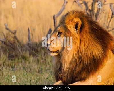 Lion sitting in grass, Duba Plains, Kwedi Reserve, Okavango Delta ...