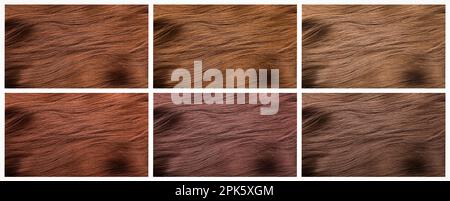 Collage with multicolored hair samples, banner design. Color palette ...