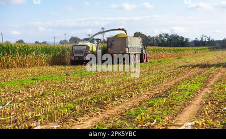 Header harvesting fodder corn mass, pouring into truck body Stock Photo ...