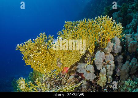 Net fire coral (Millepora dichotoma), Panorama Reef dive site, Hurghada ...