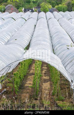 Tunnel greenhouse with plastic cover growing herbs and vegetables in a ...