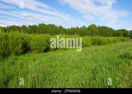 Biomass crop, Willow (Salix sp.) coppice, Sweden Stock Photo - Alamy