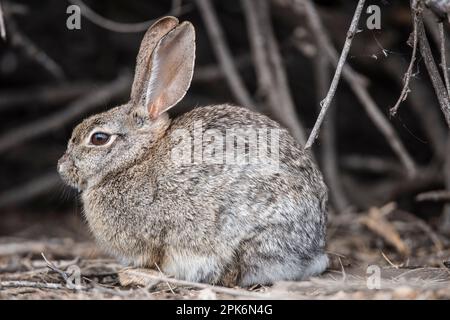 Cottontail rabbit at Gilbert Riparian Preserve Stock Photo - Alamy