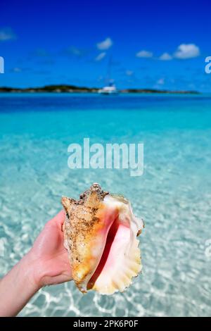 Conch Shell on Shroud Cay, Exuma Cays, Bahamas Stock Photo - Alamy