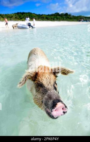 Swimming Pig, Big Major Cay, Exuma Cays, Bahamas Stock Photo - Alamy