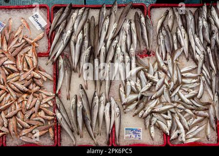 Various fish (sardine) (tuna) (squid) (octopus) (gilthead) (shark ...