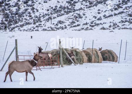 A group of wild elk raid a fenced haystack in winter near Gardiner ...