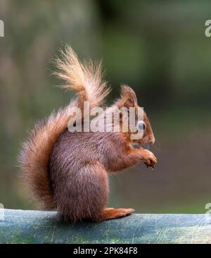 A solitary British Red Squirrel, (Sciurus vulgaris), sitting and eating ...