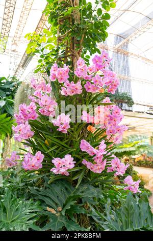 cactus in farm on thailand Stock Photo - Alamy
