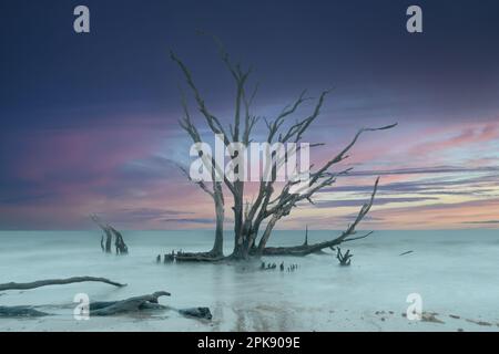 Surreal twisted dead trees at Driftwood Beach in South Carolina under a ...